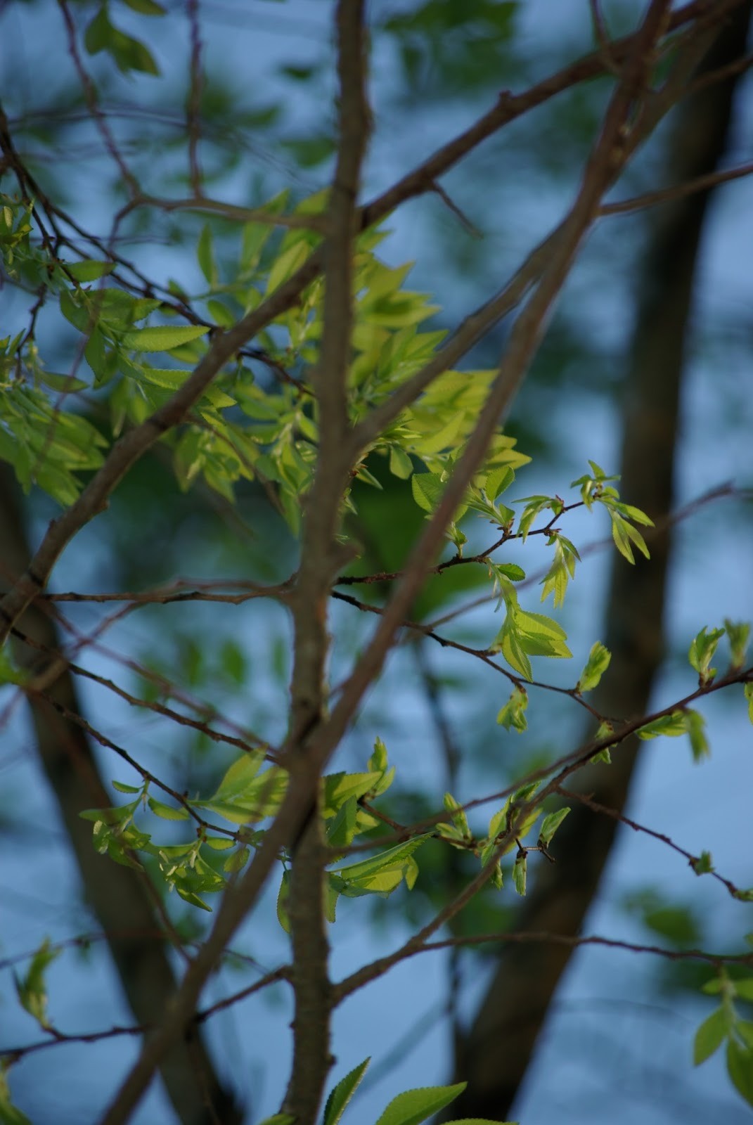 Robbin Neff Photography