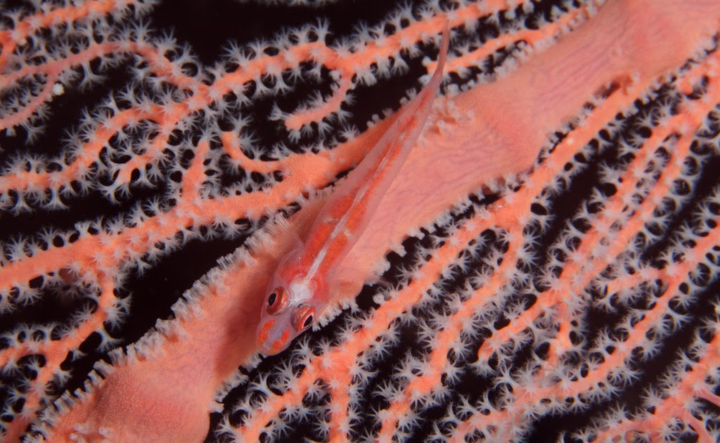 Real Monstrosities: Gorgonian Goby