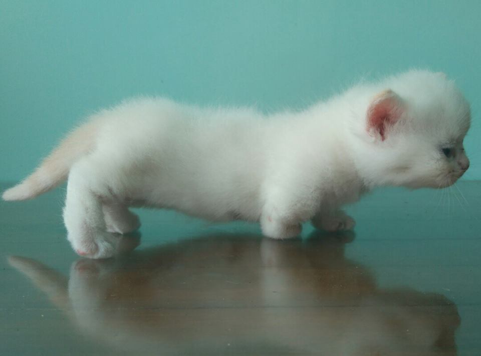kucing munchkin: KUCING MUNCHKIN