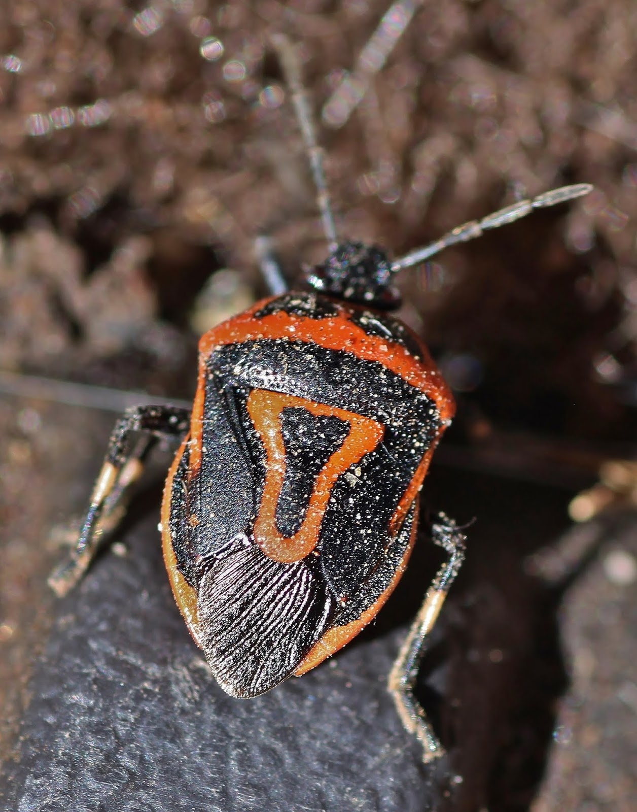 Sarah Lynn's Nature's Splendor: Photos: Two-Spotted Stink Bug
