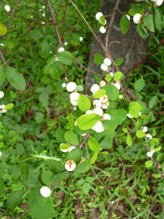 Spinous Fluggea or Indian Snow Bush - Katu Pila | SL Flora