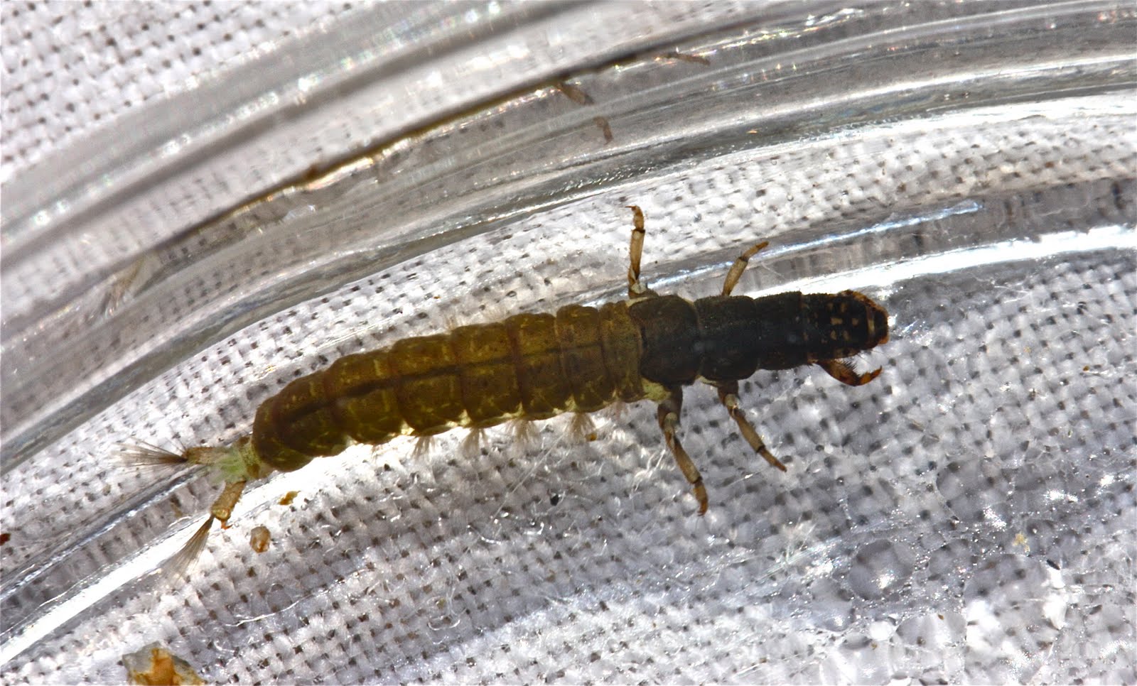 Aquatic Insects of Central Virginia: New Water: A Trip to the Buffalo ...