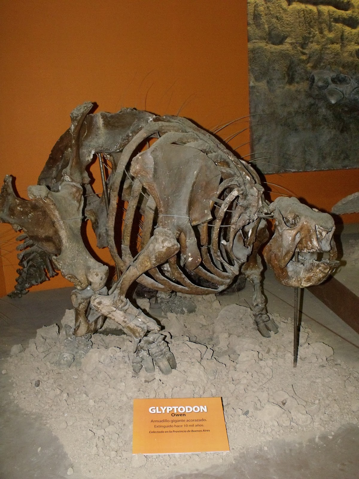 Toxodon - JungleKey.fr Image #400