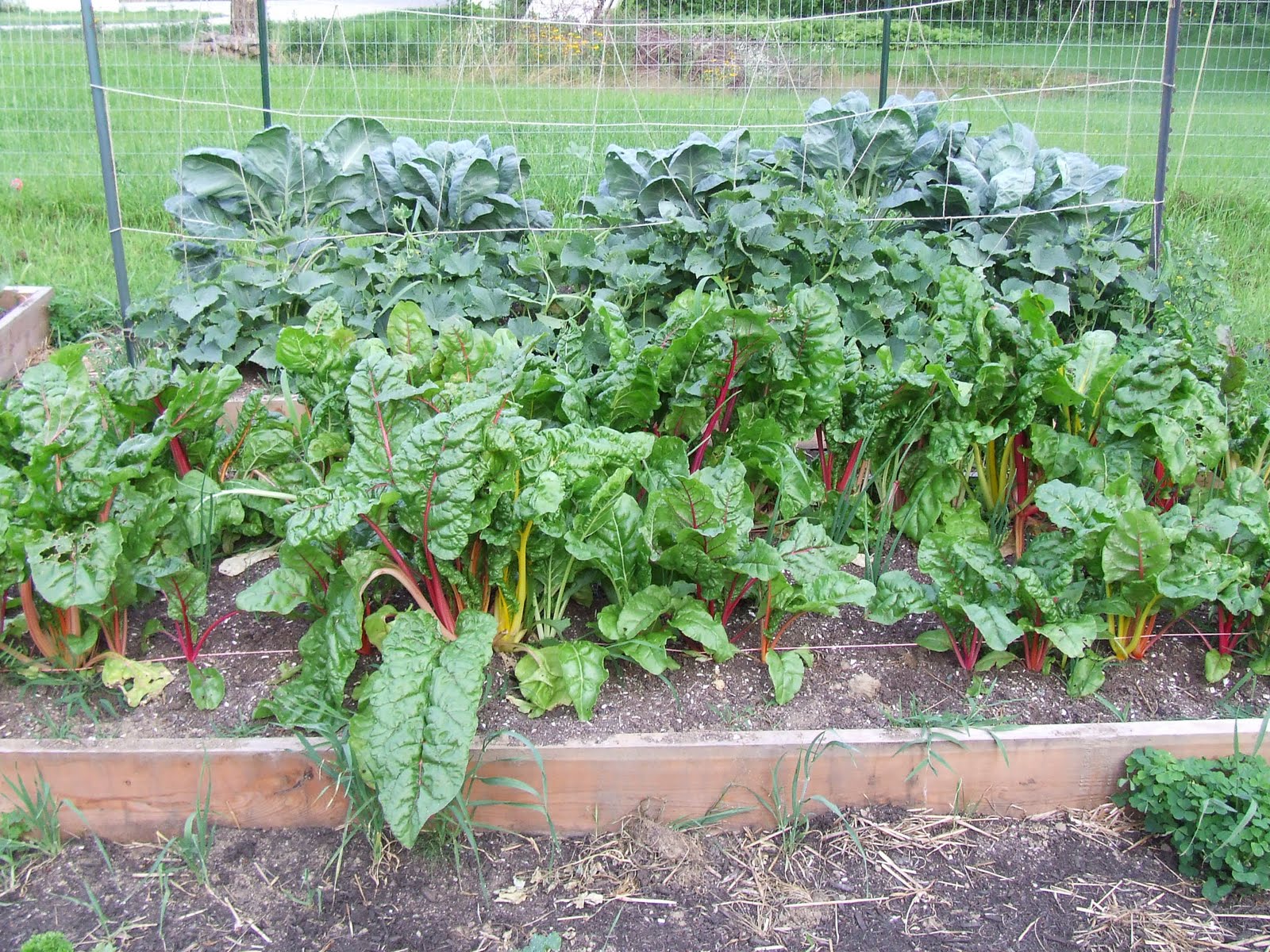 Plant it and Pullet: Hot! But at least the veggies are happy.