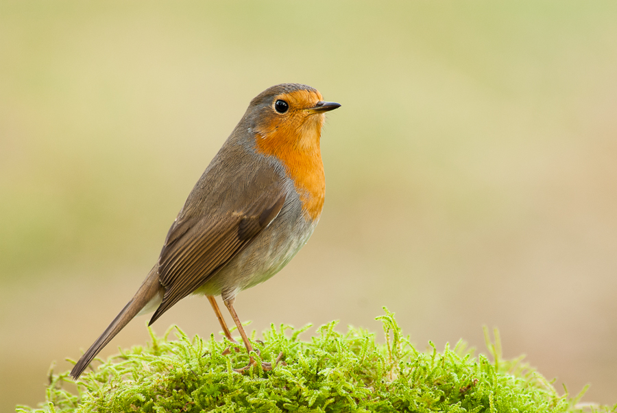 Fotografía de Naturaleza y Viajes: Paseriformes - Passerines (II)