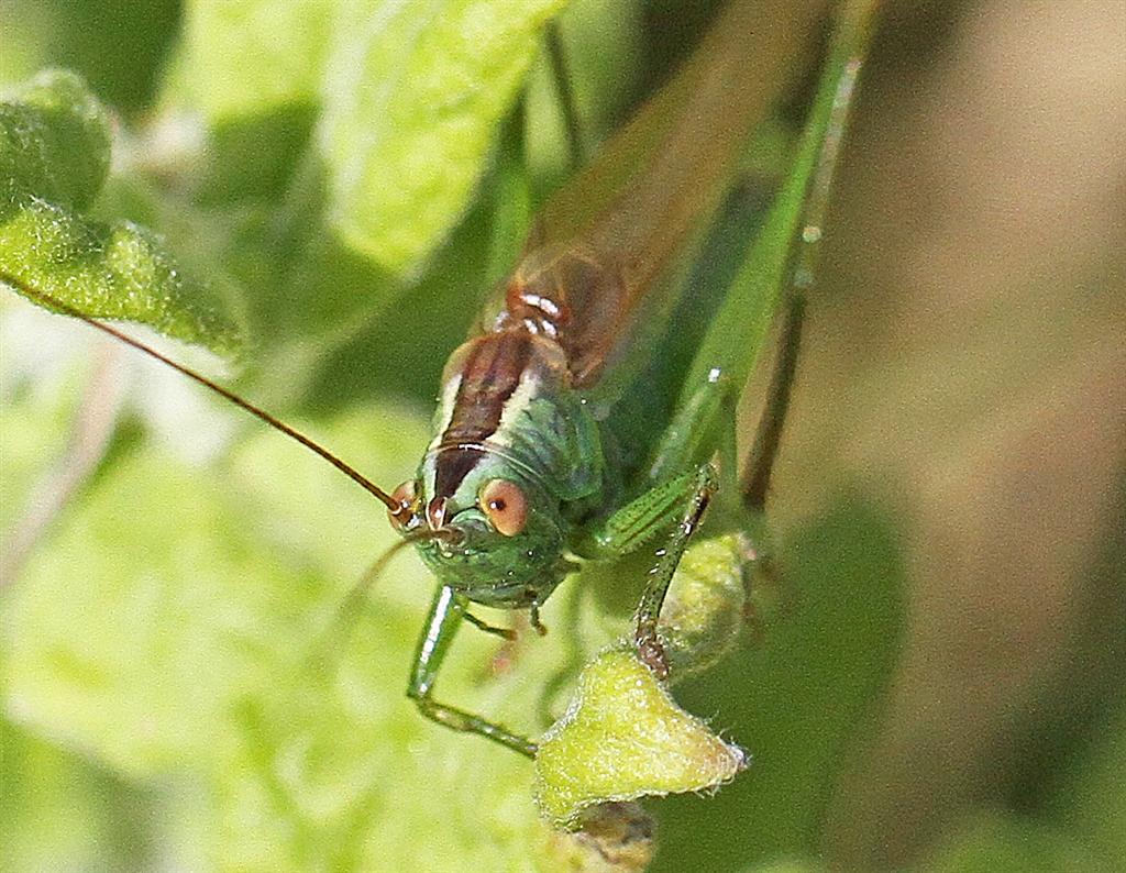 Orthoptera in Britain and Europe (Michael Foley): Long-winged Conehead ...
