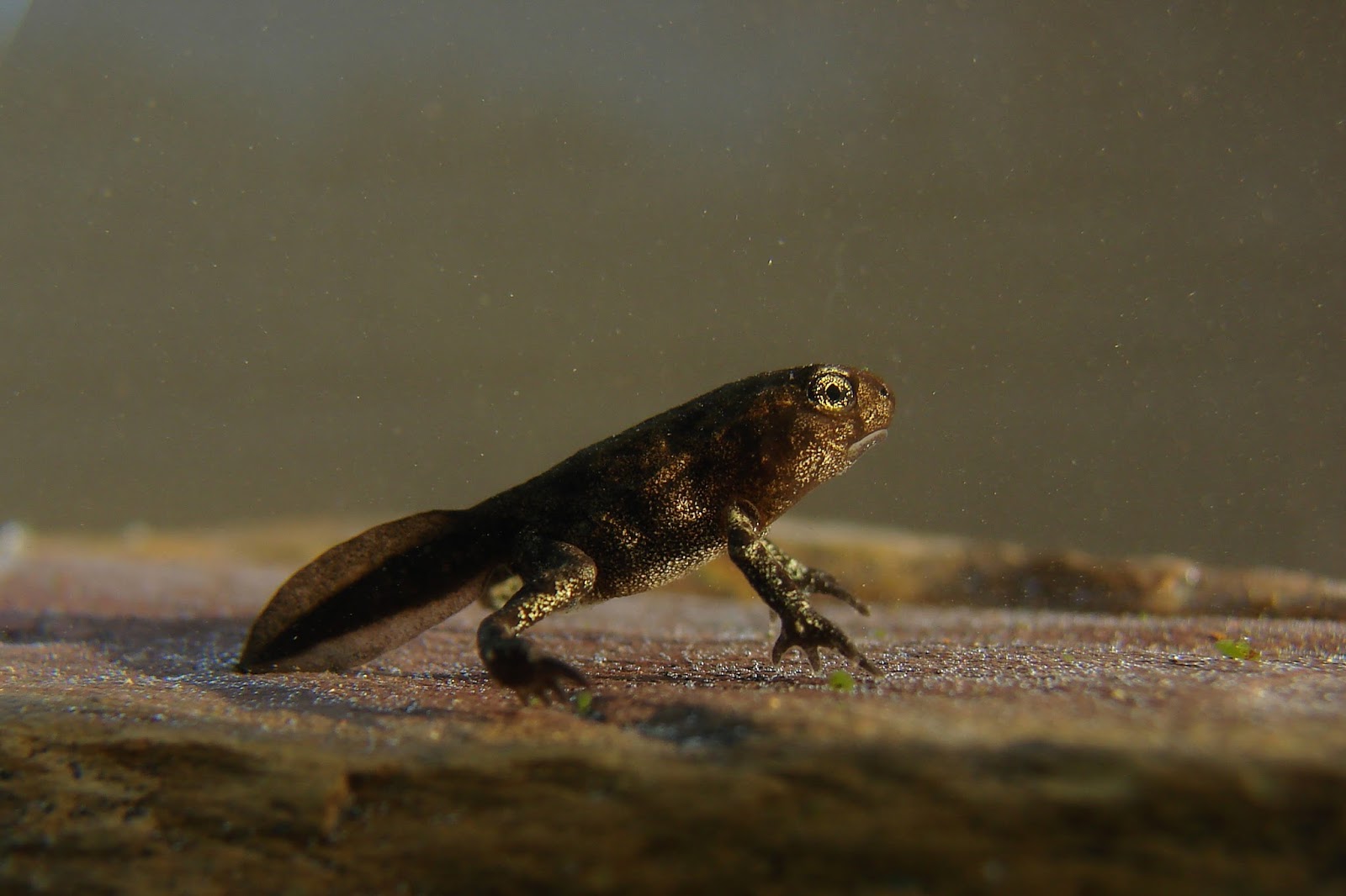 O melhor Alentejo do Mundo: Sapo-Comum (Bufo Bufo)