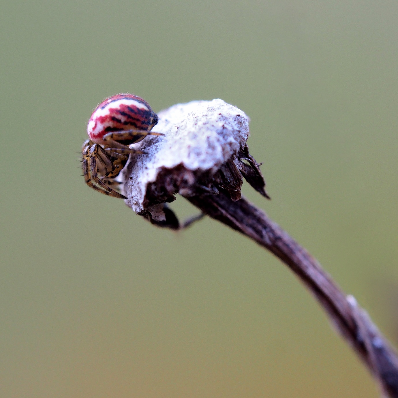 Knuts tips om makrofotografering: Lille Petter edderkopp