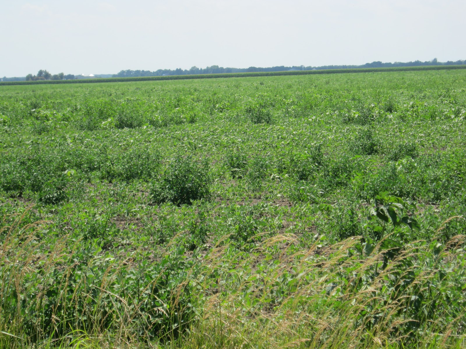 Observations in Agriculture: Weed Science Field Day