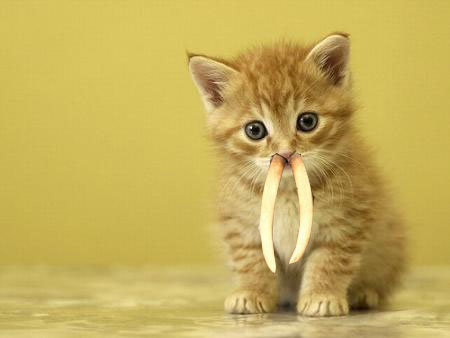 toñy: GATO CON COLMILLOS DE ELEFANTE