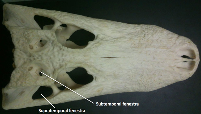 Biology of the Reptilia: Lab 1: Reptile Development and Anatomy: Dan ...