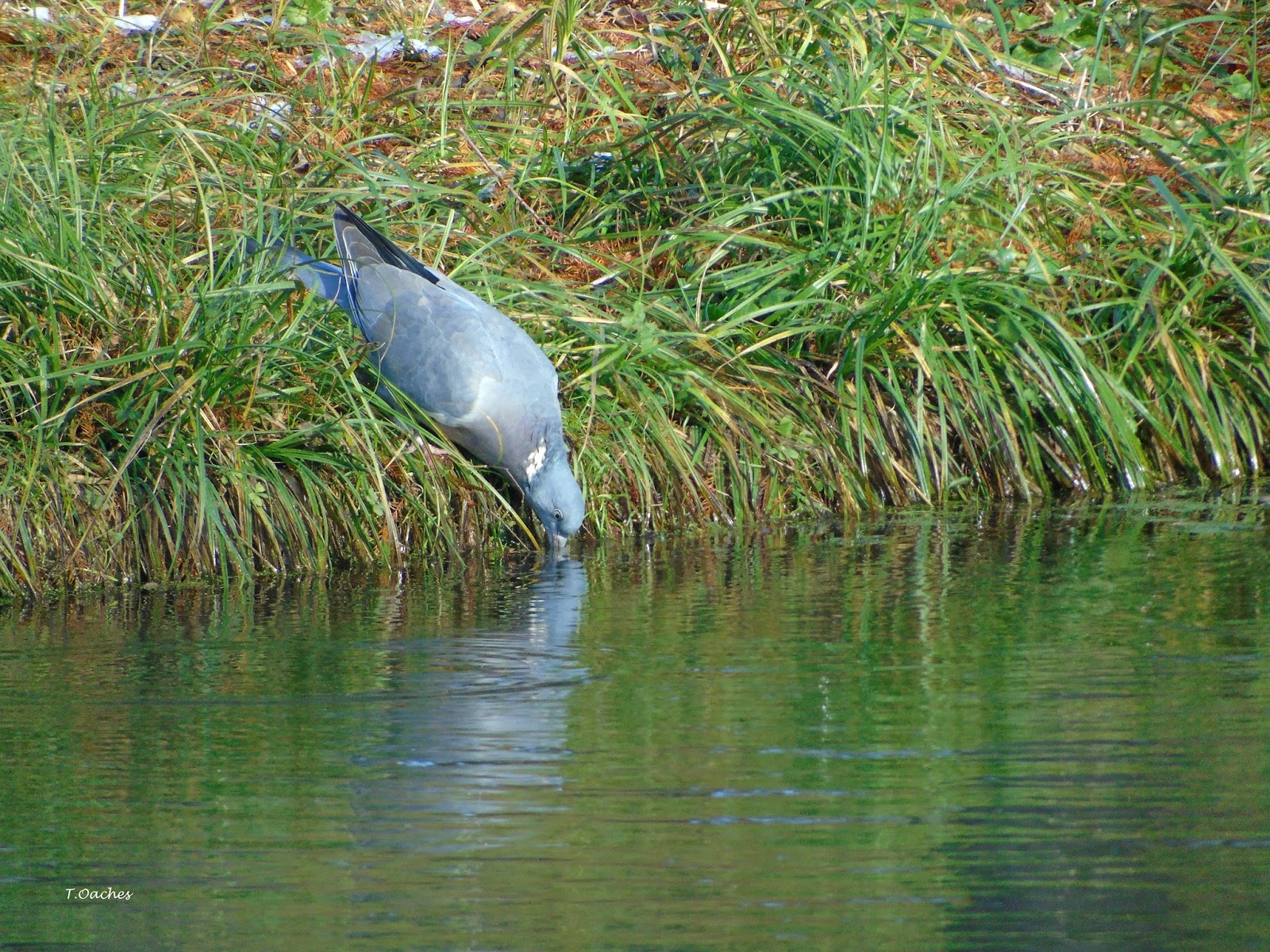 PASARI DIN ROMANIA: PORUMBEL SALBATIC GULERAT, Columba palumbus