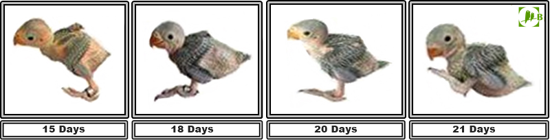 Indian ringneck parrot chick growth | Birdszaq