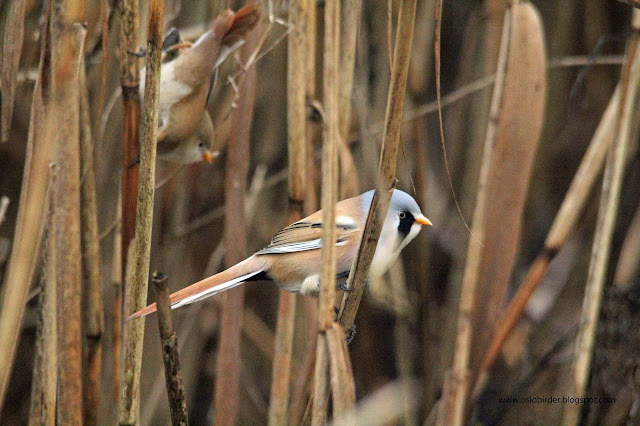 Bearded Reedlings (Panurus biarmicus) | Focusing on Wildlife