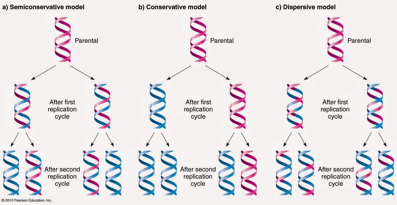 Ciencias de Joseleg: Hipótesis de la replicación semiconservativa