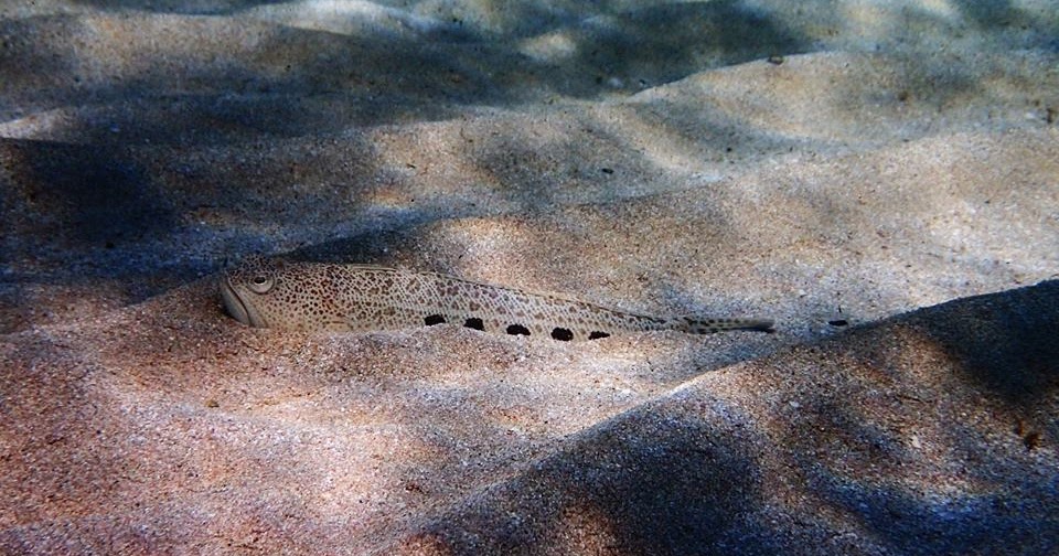 Biodiversity of Cyprus by NGO Protection of the Natural Heritage and ...