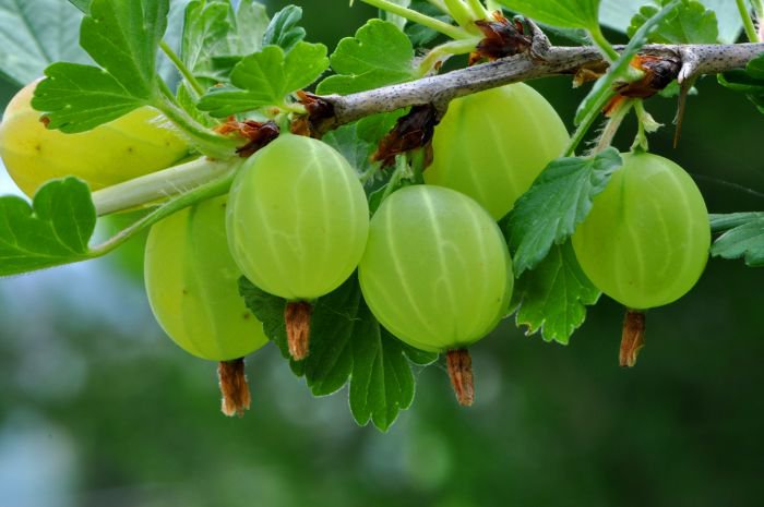 Groseilles à maquereau