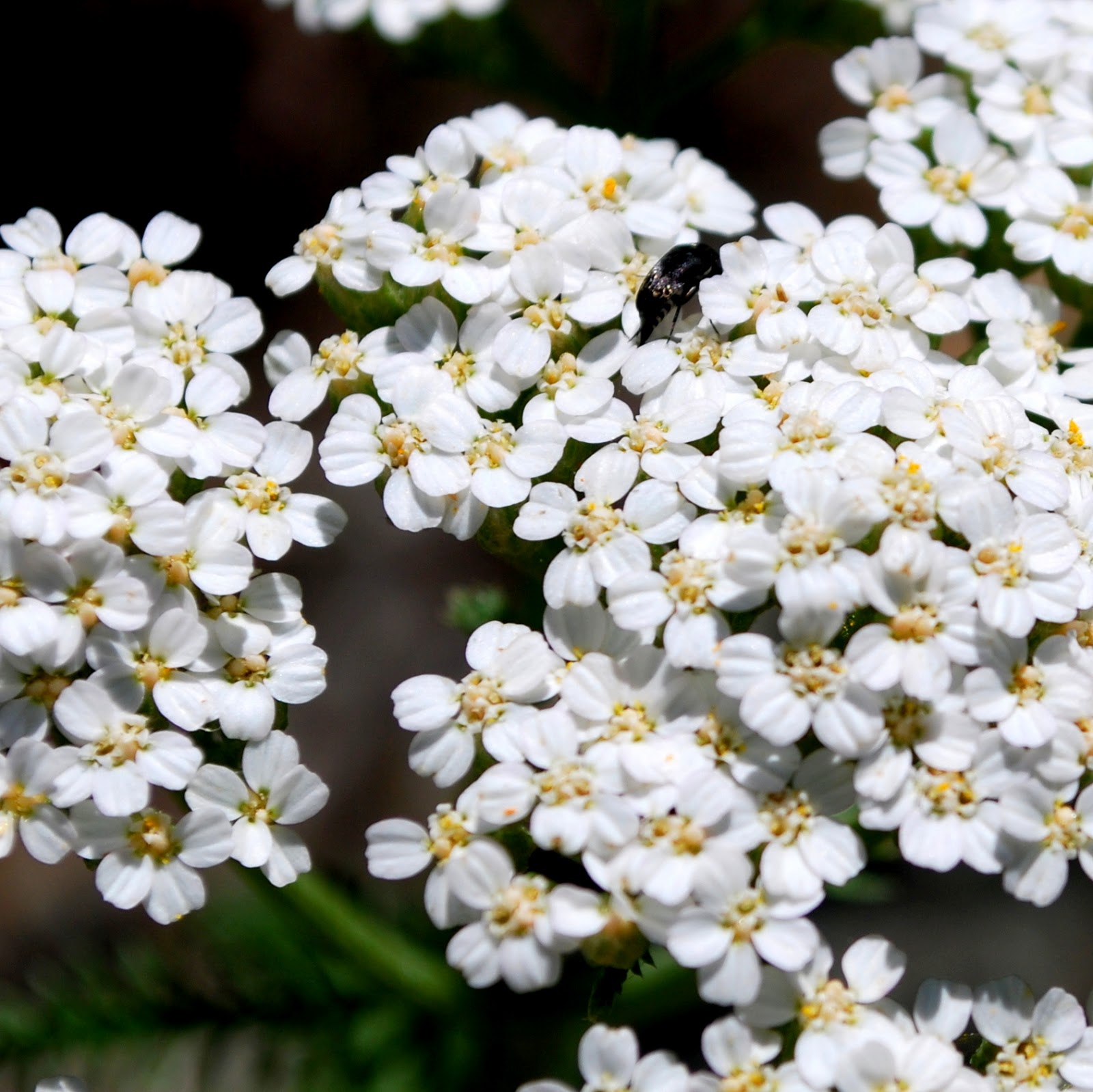 How To Forage, Harvest and Dry Yarrow - Oak Hill Homestead