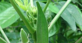 ENTRE BUSINESS SOLUTION (ebusol): ONGEZA KIPATO NA KILIMO CHA BAMIA