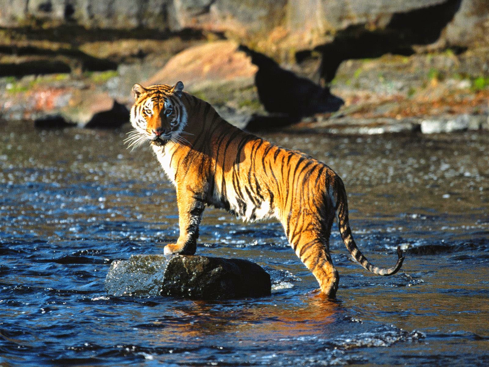 Bengal Tiger Wallpapers - Wallpaper HD Today