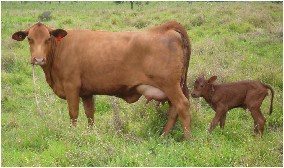 Generalidades de la Ganadería Bovina.: Senepol