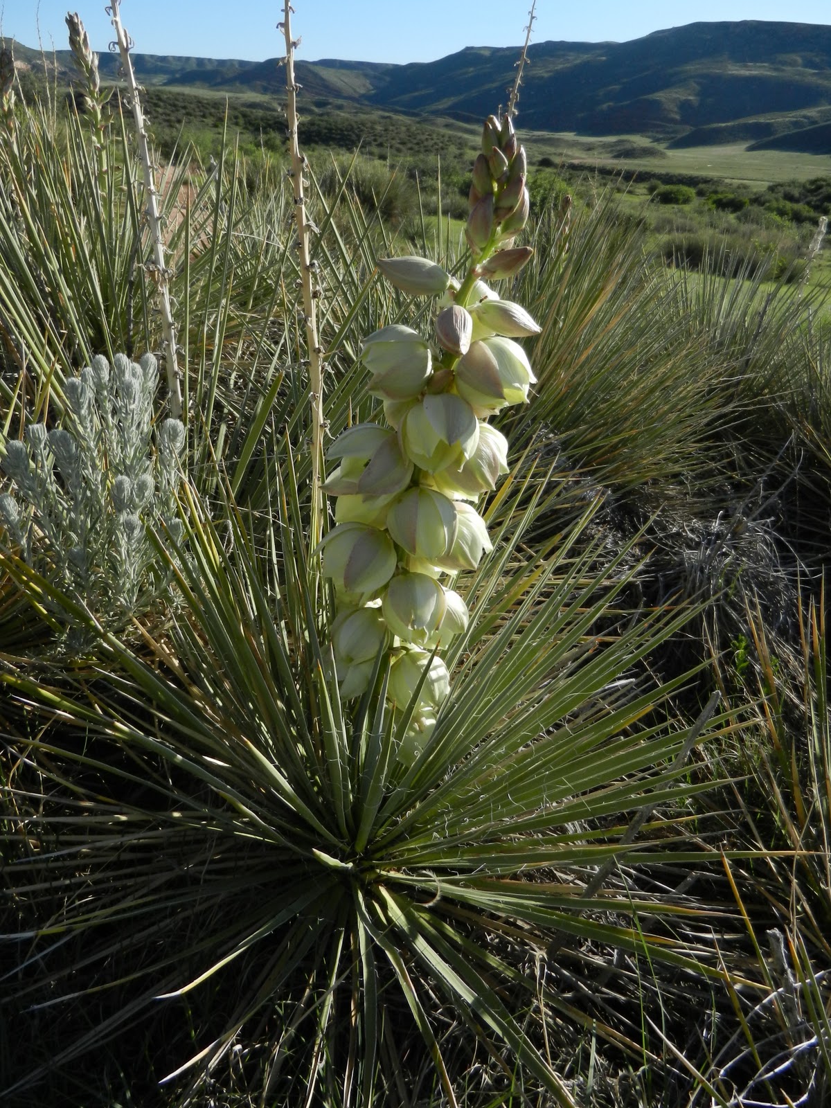 Yucca Plant