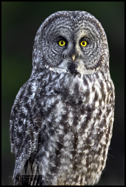 Cai Priestley's Wildlife Photography Blog: An Obsession With Owls