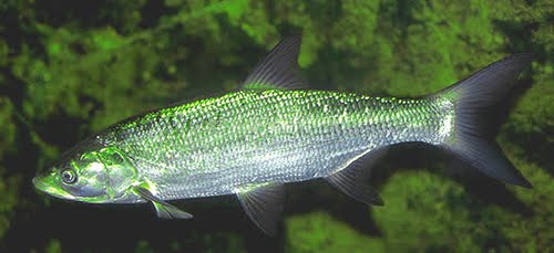 Pasiunea Pescuitului: Pescuitul Avatului