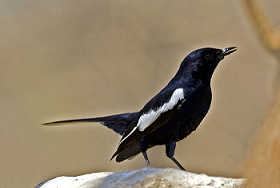 Tips Memilih Kacer Untuk Lomba ~ Breeding Kenari (Canary)