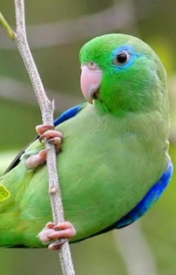 Birds Breeds Gallery