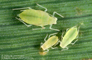 SAUNG SUMBERJAMBE: KUTU DAUN (APHID SP)
