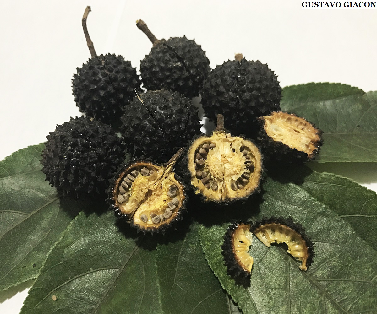 Viveiro Ciprest - Plantas Nativas e Exóticas: Mutamba ou Mutambo ...