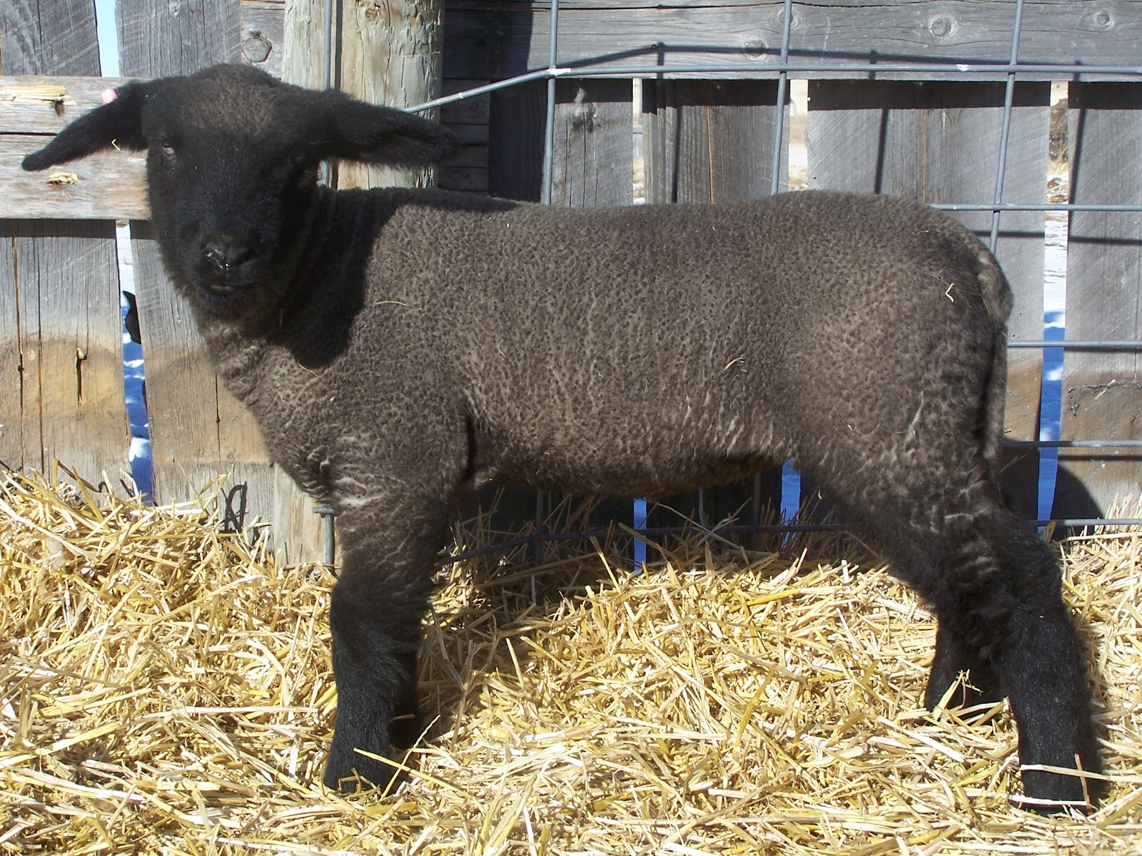 Prairie Winds Hampshires: Sheep Snapshot Sunday: Show Potential