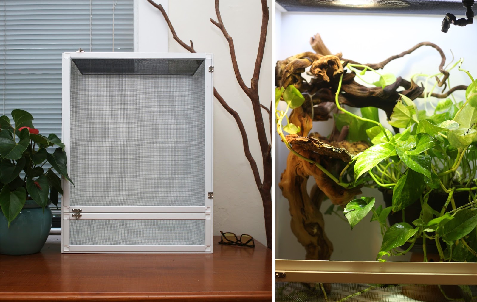 Keeping the Cuban Knight Anole