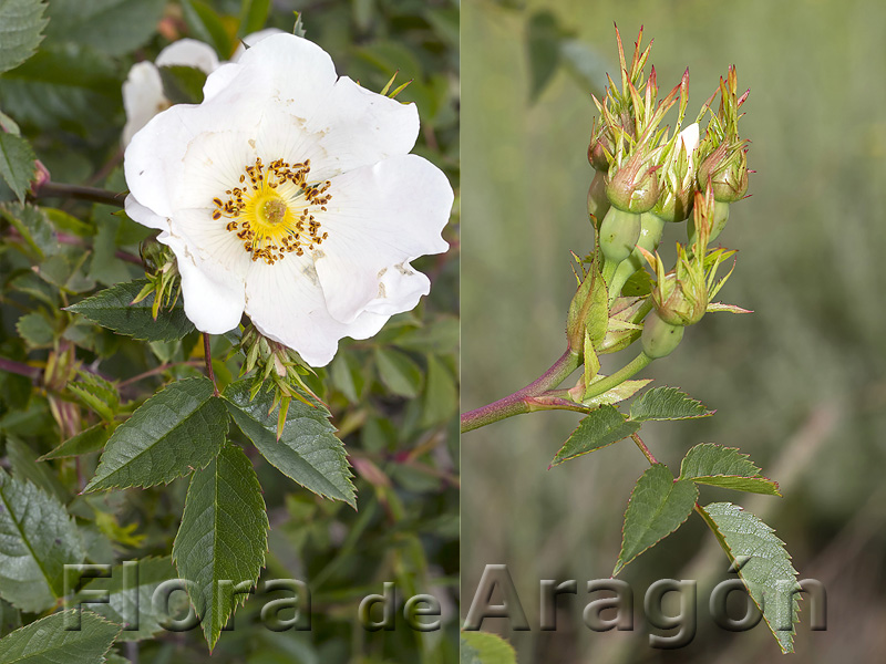 Flora de Aragón: Rosa squarrosa