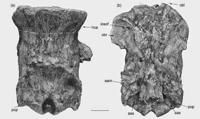 Sciency Thoughts: A new species of Early Eocene Artiodactyl named after ...