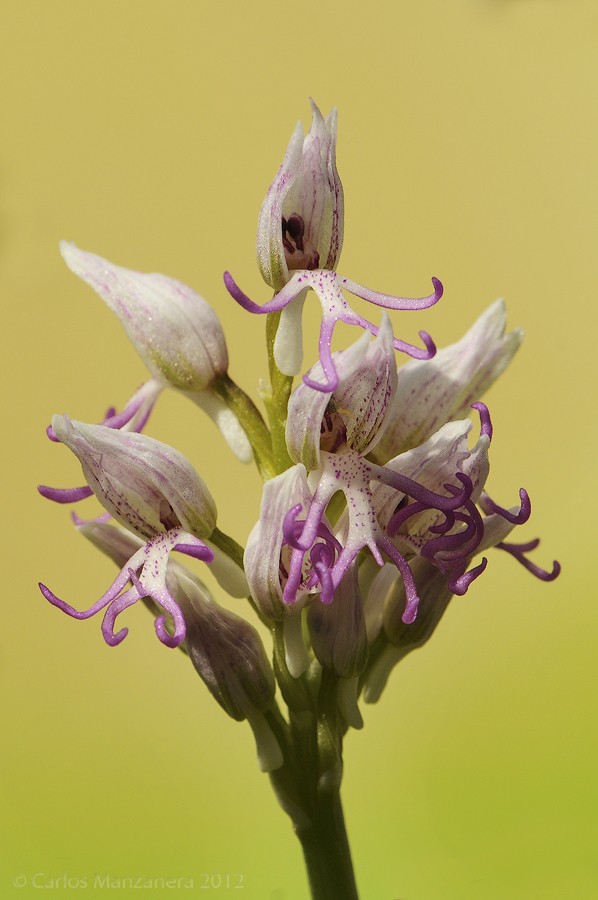 Natura de Caps de Setmana: Orchis simia