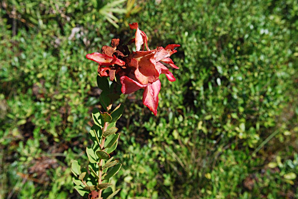 Space Coast Wildflowers: Tosohatchee WMA, October 2, 2011