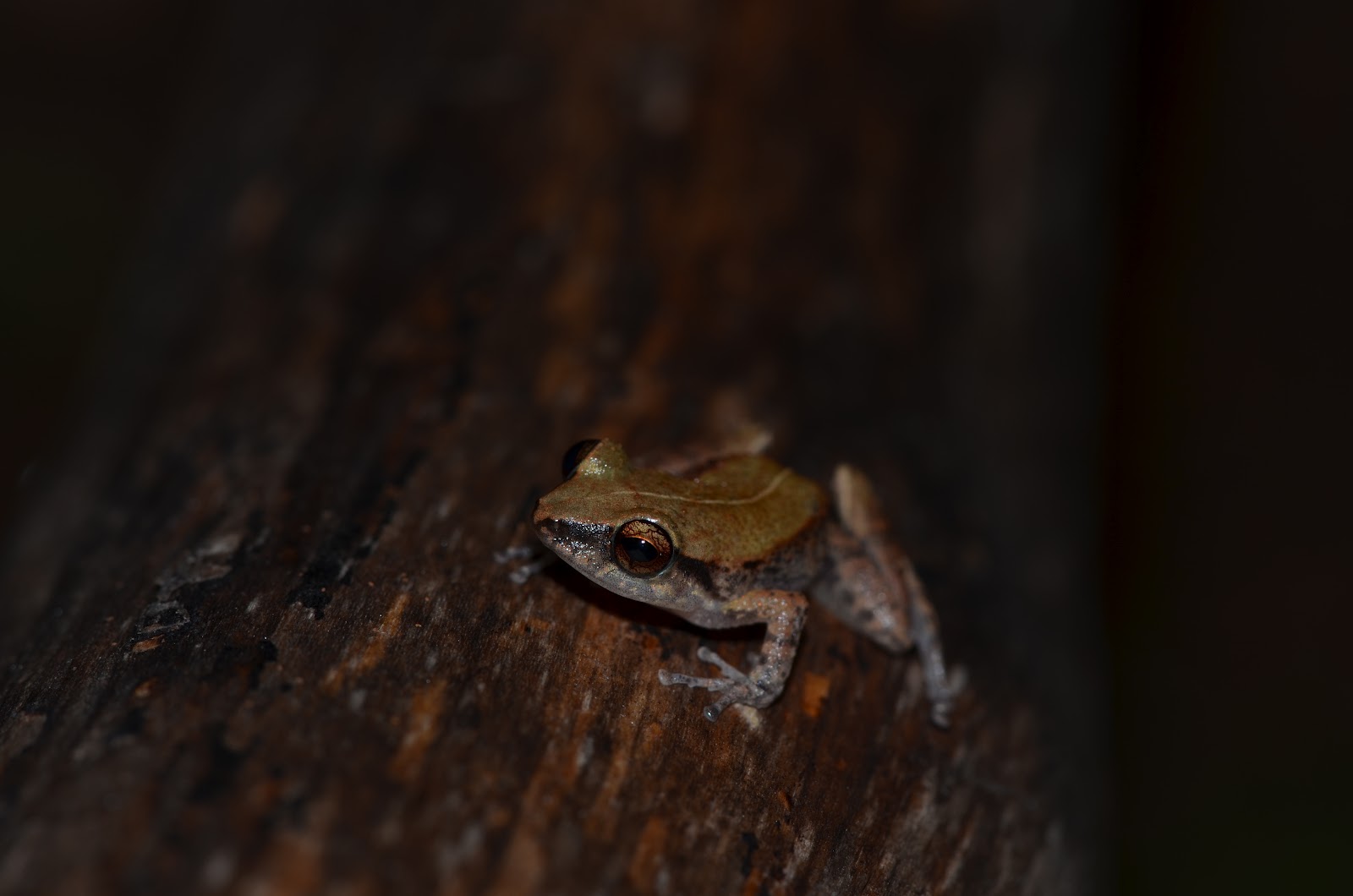 Sightings of a world traveler: Jamaican Herptofauna