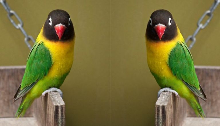 Lovebird Dakocan ~ Kedai Kicau - Jack Bird Shop