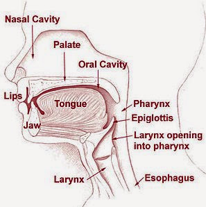 Selamat Datang Di Klinik Jerry: 52. Penyakit Tenggorokan / Faringitis ...