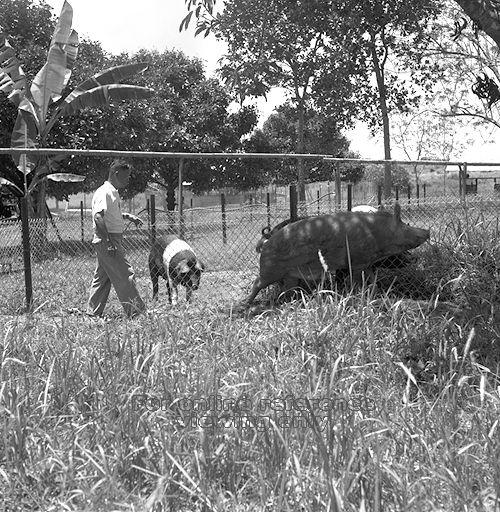 Blog To Express: Ways Done in the Past - Rural Farming