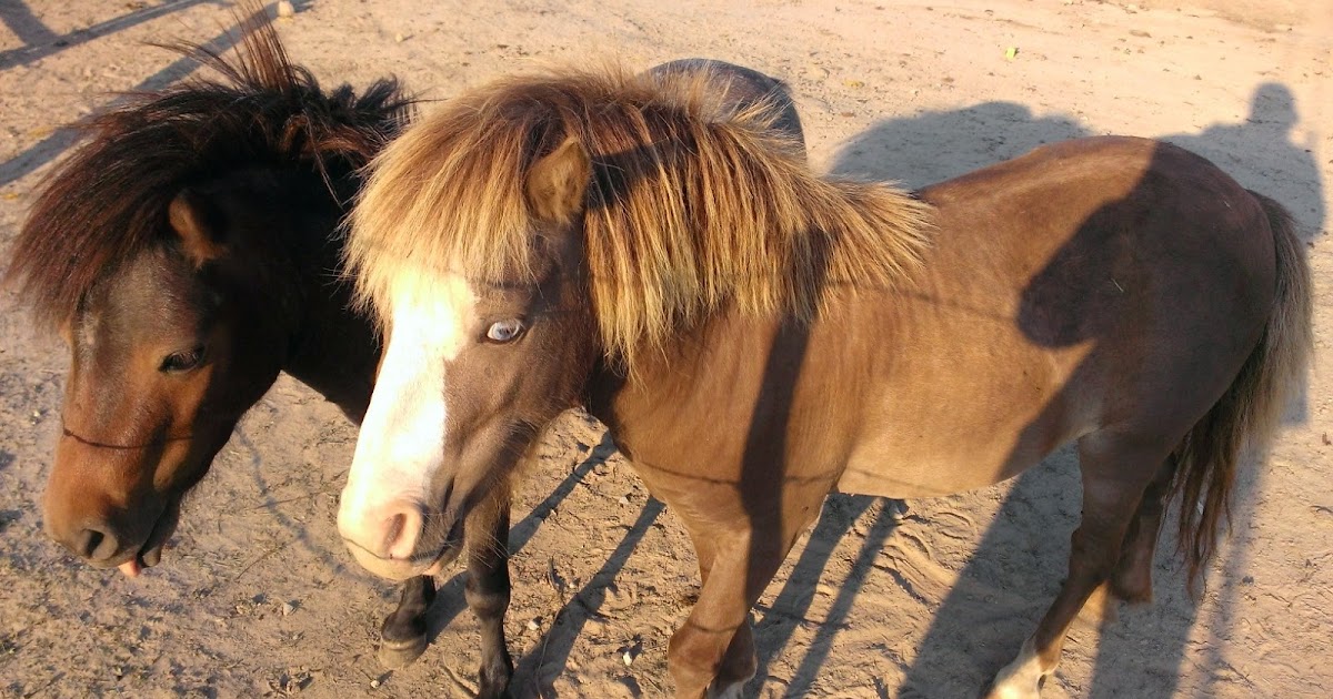 Two FREE Miniature Ponies In Fyffe, Alabama Area (NO LONGER AVAILABLE)