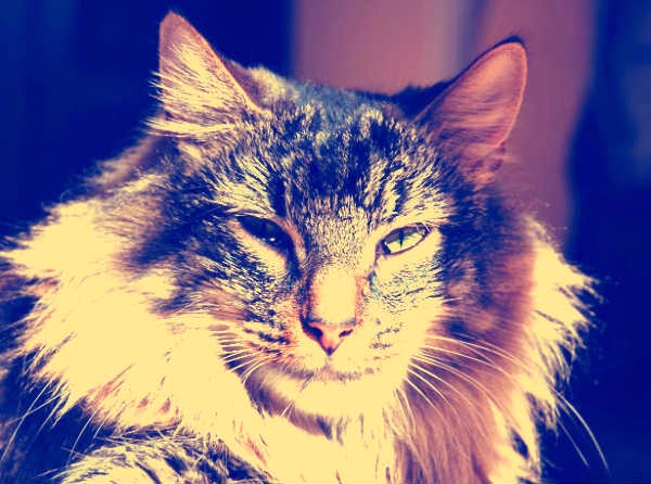 Cute Cat Image: Black Norwegian Forest Cat Characteristics