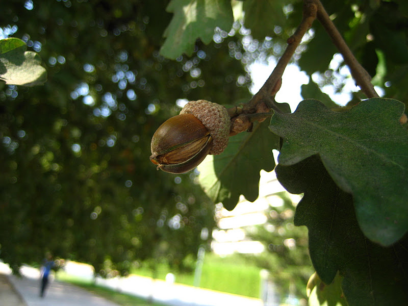 Árboles con alma: Roble pubescente. Roure Martinenc. (Quercus humilis)