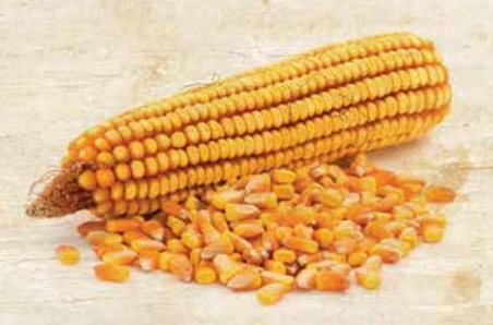 Aldea Zamá: La cocina tradicional Maya