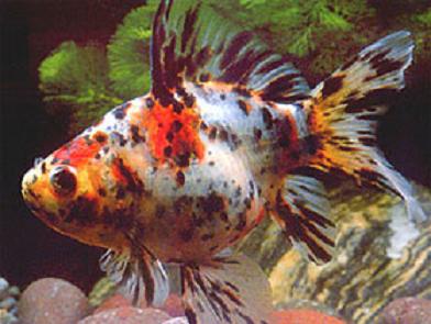 Goldfish Pictures | Images | Photos | Pics: Calico Goldfish Pictures