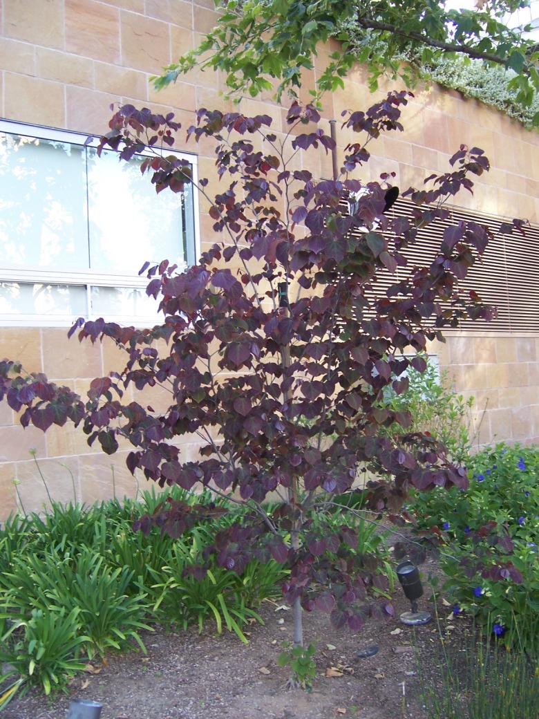 The 2 Minute Gardener: Photo - Forest Pansy Eastern Redbud (Cercis ...