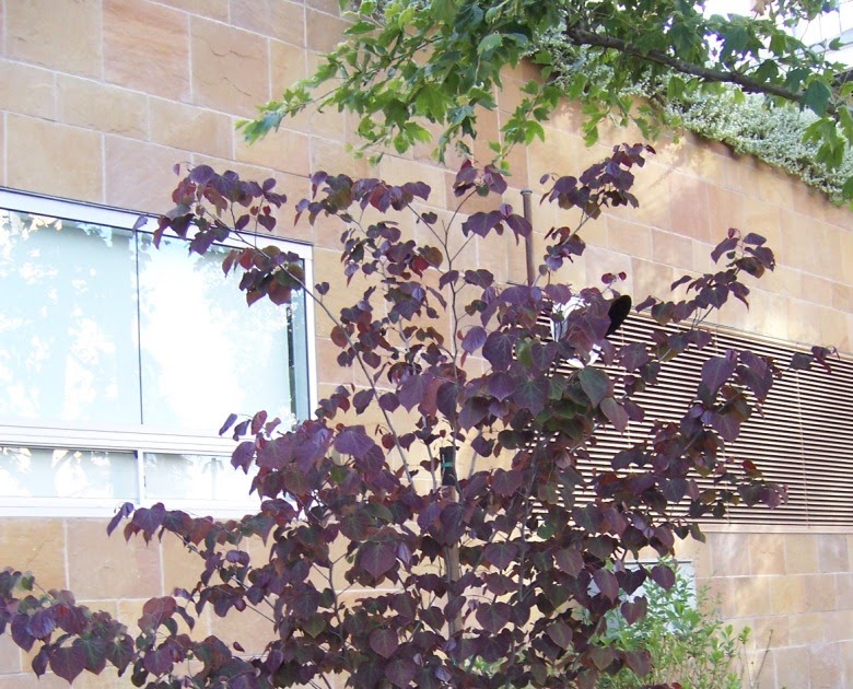 The 2 Minute Gardener: Photo - Forest Pansy Eastern Redbud (Cercis ...