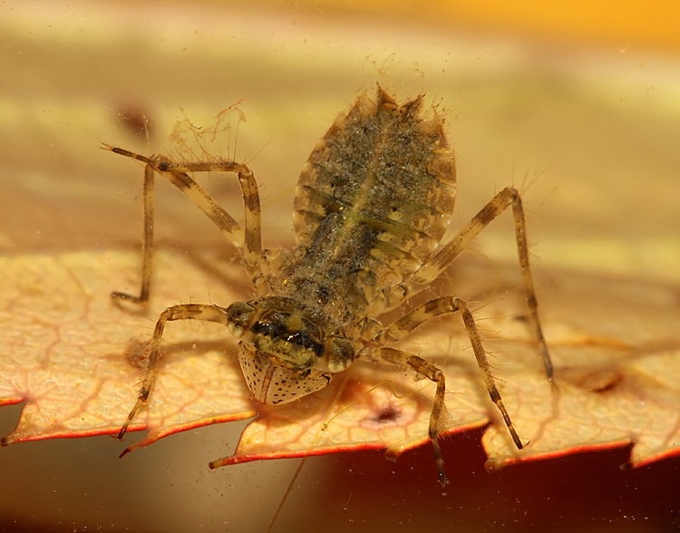 Kent Dragonflies: 'Probable' Common Darter Nymph